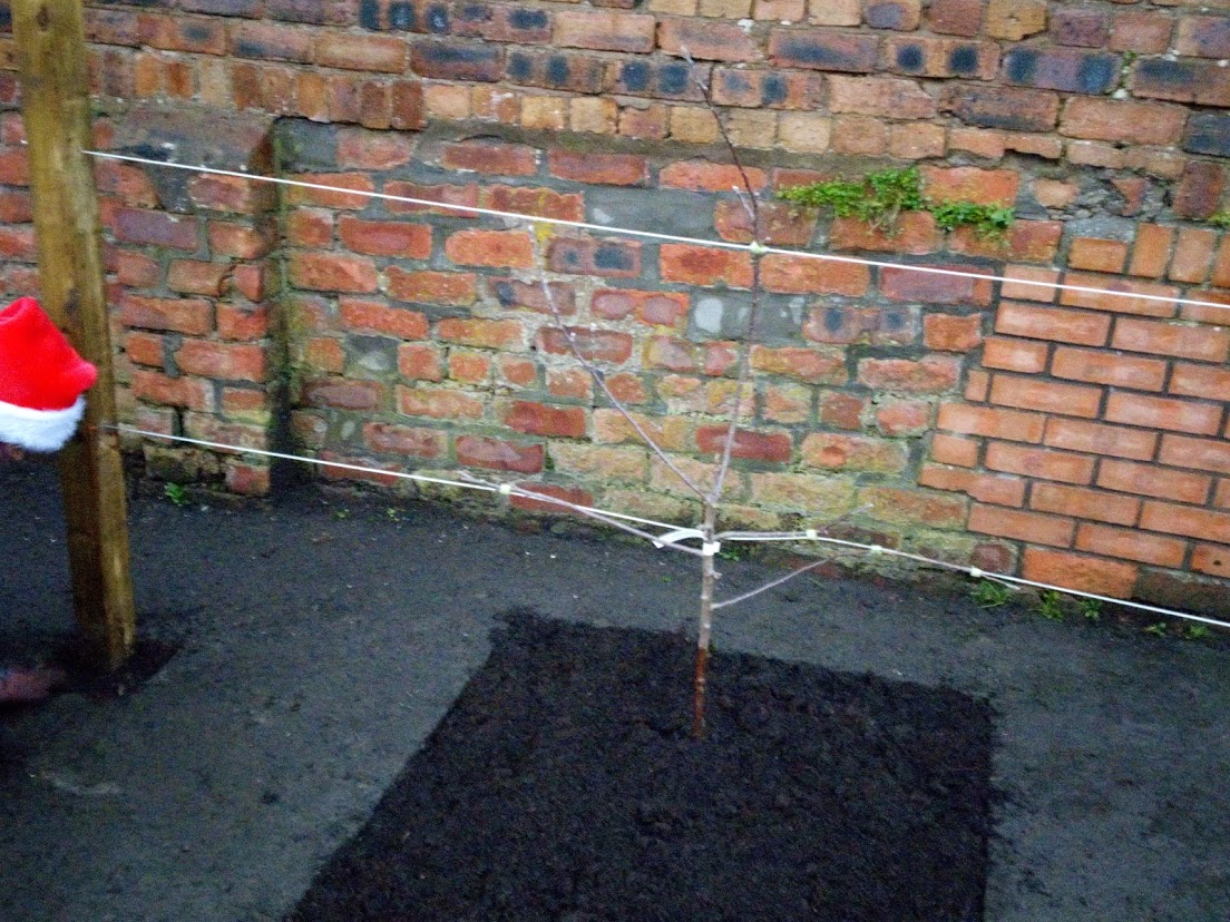 Our New Apple Trees! – Broughton Primary